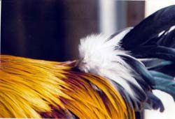 The Dutch Bantam Chicken: A True Bantam Breed - Backyard Poultry